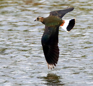 Steart Marshes, Bridgwater Bay - Wiltshire Ornithological Society